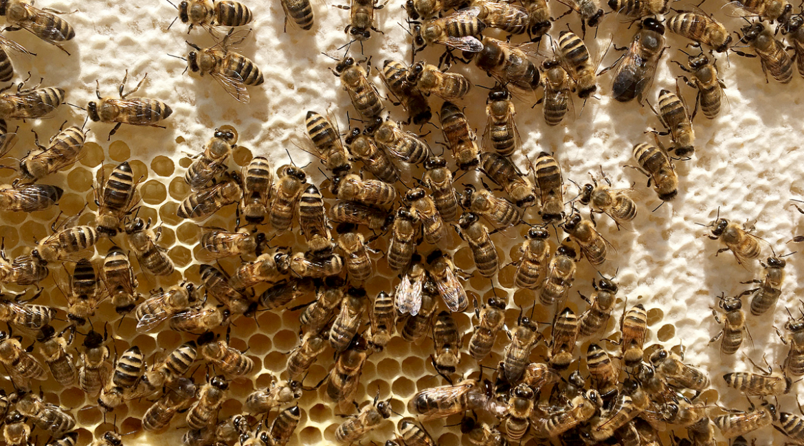 Apilarnil nedir? Faydaları nelerdir?