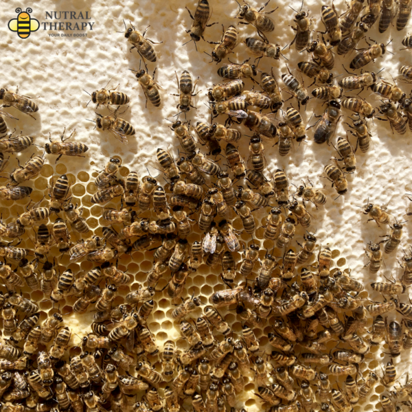 Propolis • Perga • Arı Sütü • Apilarnil • Ham Bal | Nutral Therapy